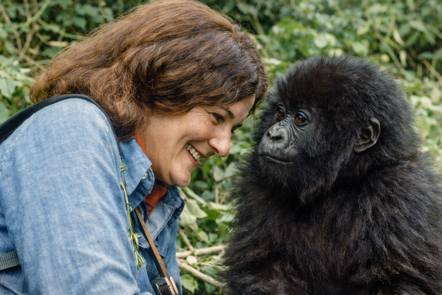 Dian Fossey and Gorillas | Saving Mountain Gorillas